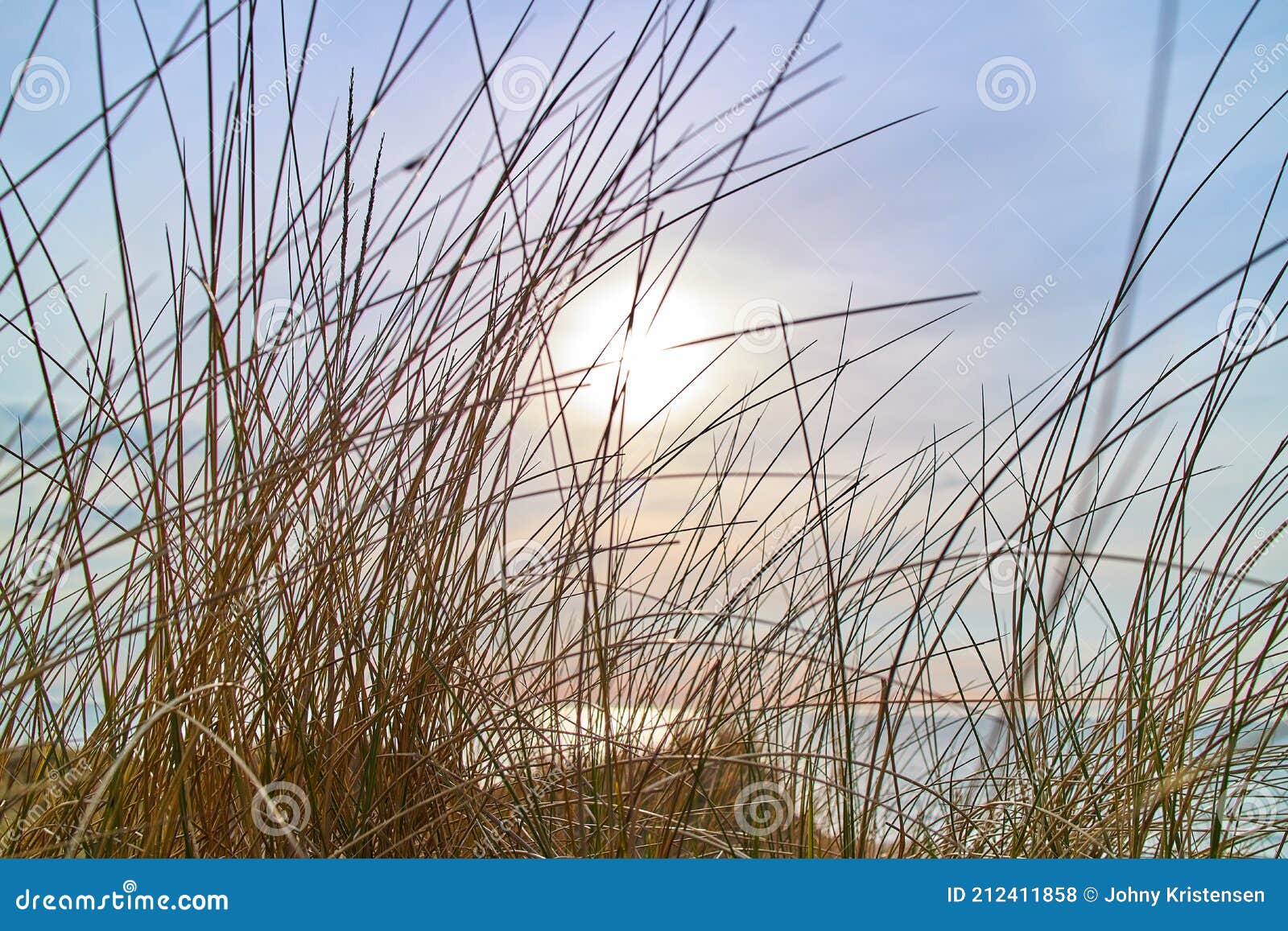 Grass Straws on the Beach with the Sun Stock Photo - Image of morning ...
