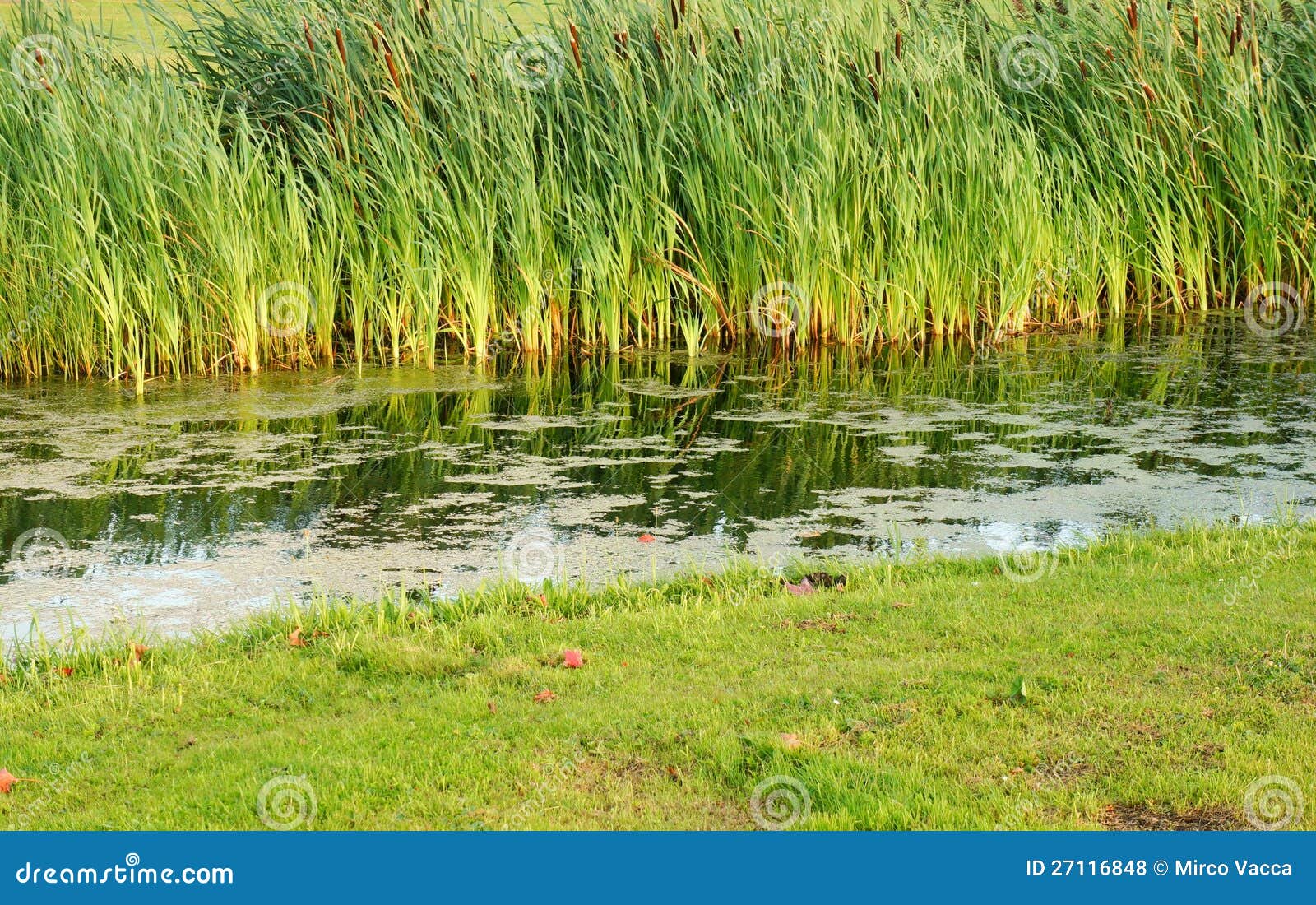Grass by a stream stock photo. Image of water, flora - 27116848