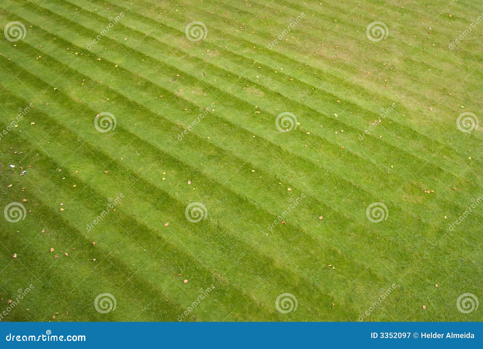 Grass stripes stock image. Image of park, lush, green - 3352097