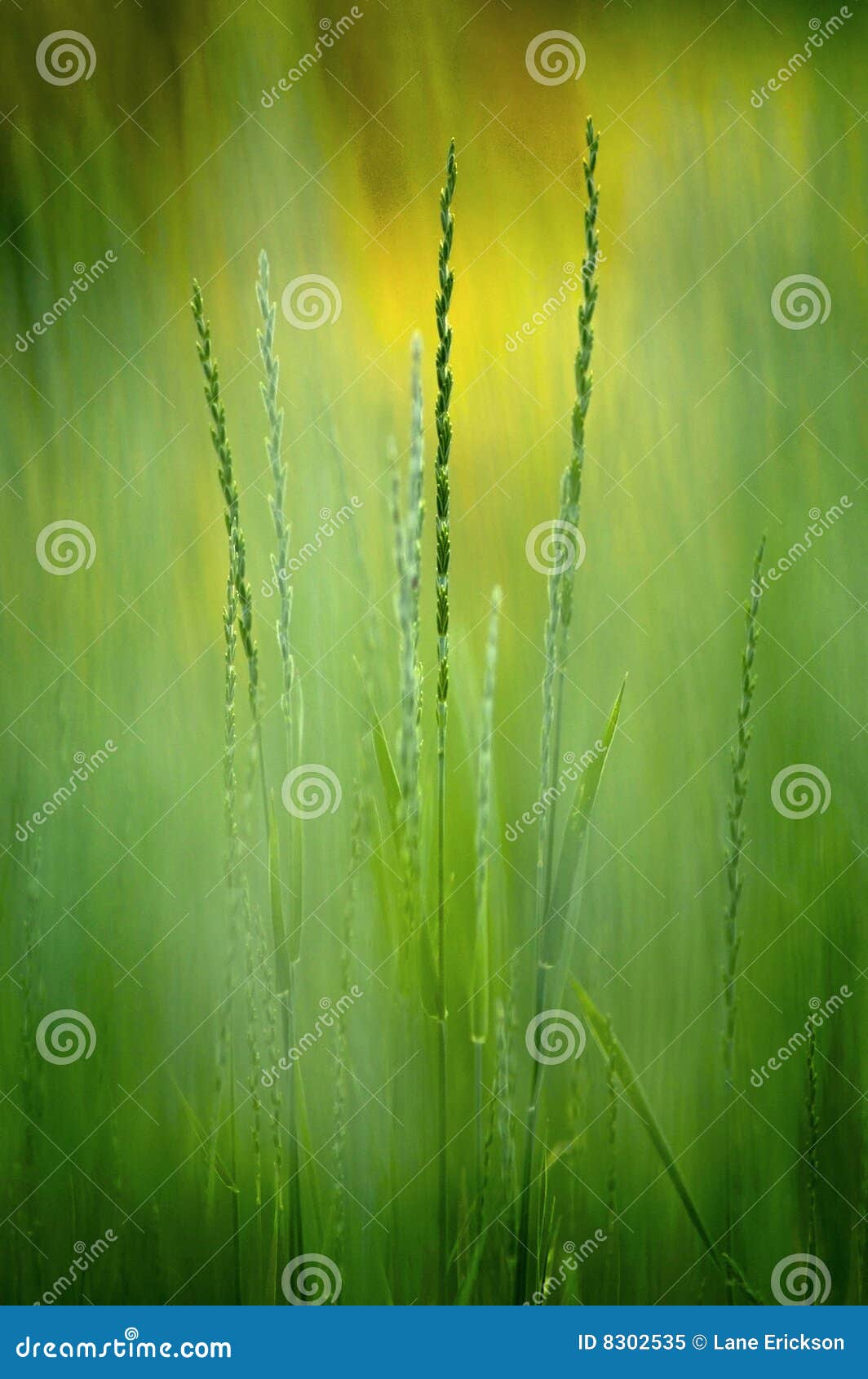 Grass in the Summer stock image. Image of spring, summer - 8302535