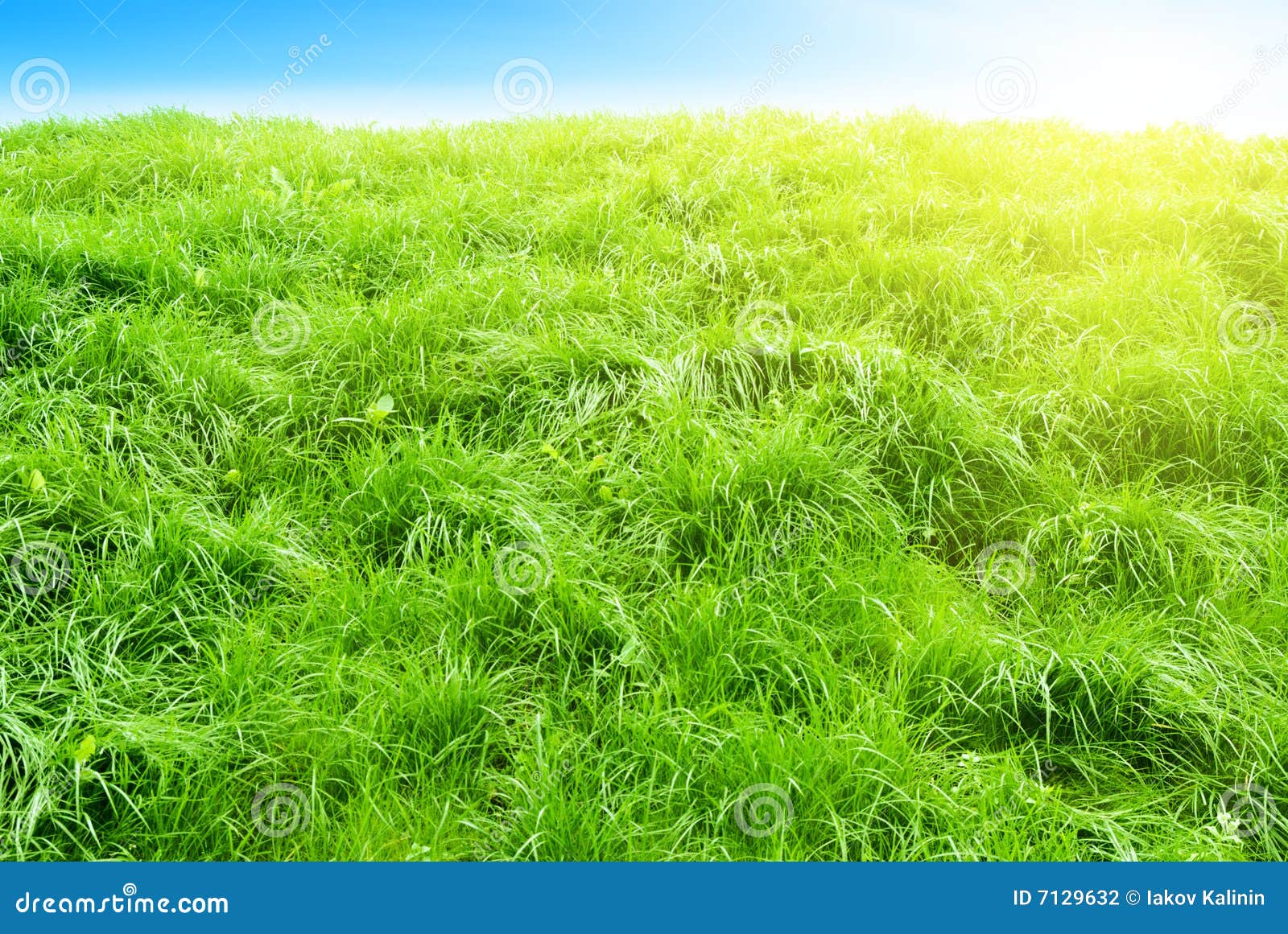 Grass and sun stock photo. Image of grass, grow, nature - 7129632