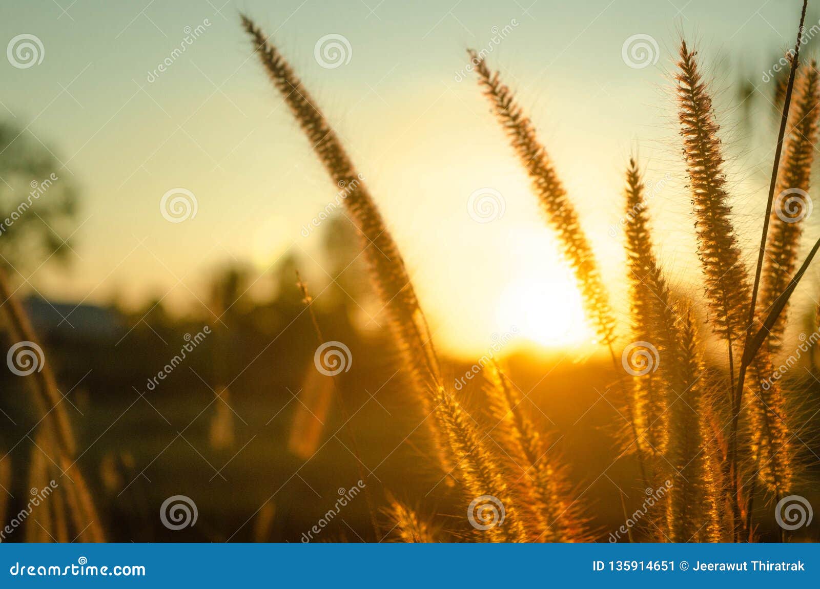 Grass and the Sun are Falling Stock Image - Image of close, field ...