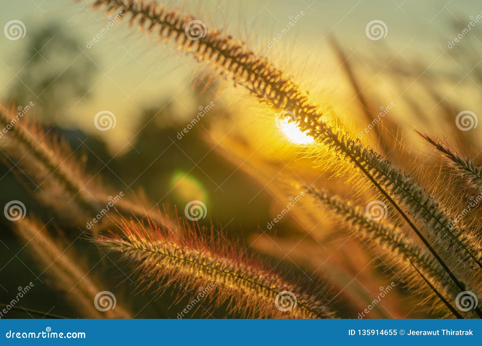 Grass and the Sun are Falling Stock Image - Image of grass, bright ...