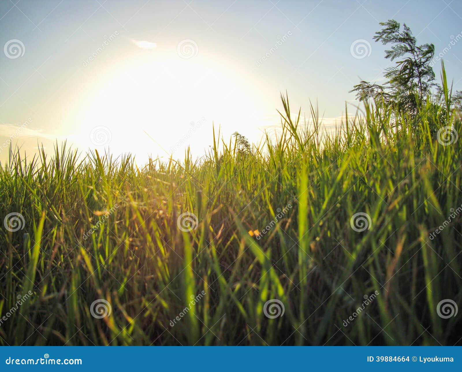 Grass and sun stock photo. Image of outdoors, growth - 39884664