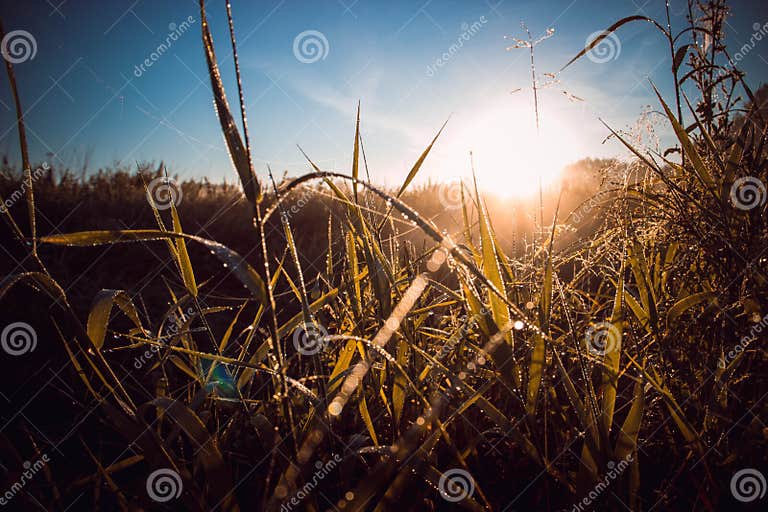 Grass in sun rays stock photo. Image of rays, plant, drops - 72122524