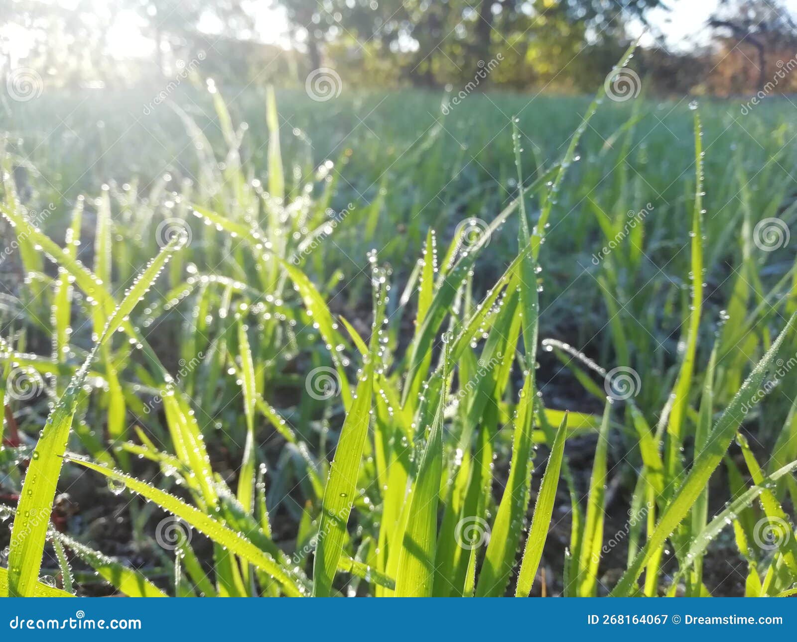 Grass sun water stock image. Image of tree, plant, green - 268164067