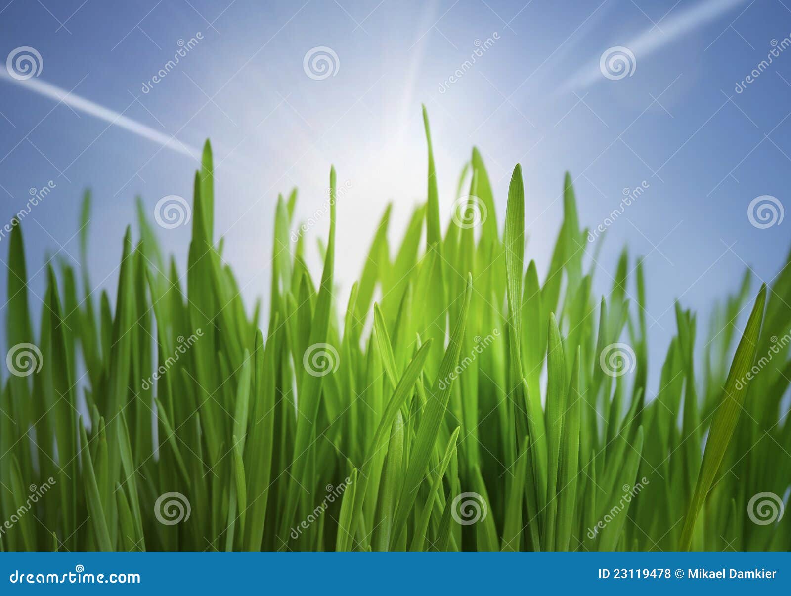 Grass and sunlight stock photo. Image of grassland, nature - 23119478