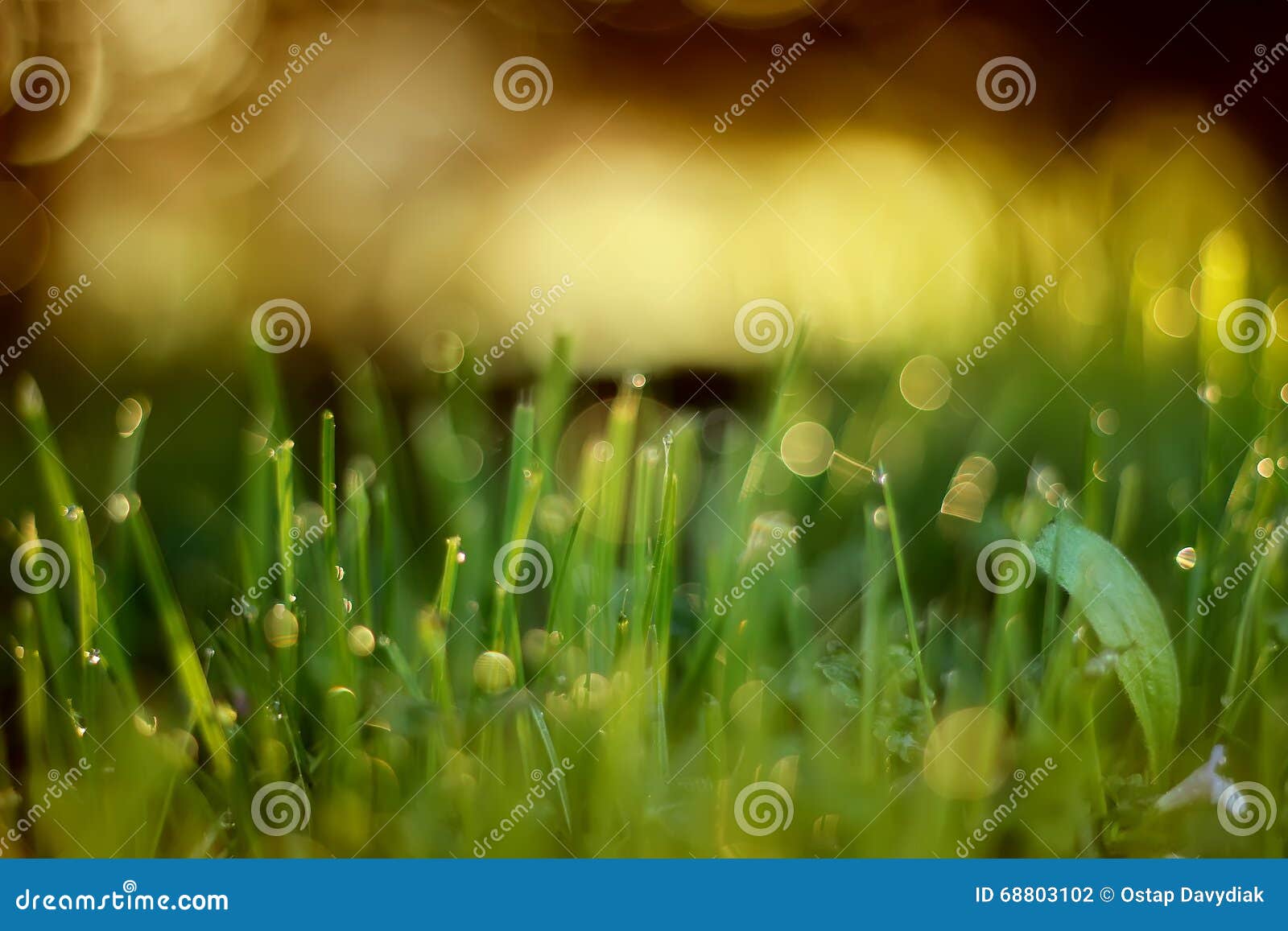 Grass with Sunlight in Background Stock Photo - Image of bokeh, blurred ...