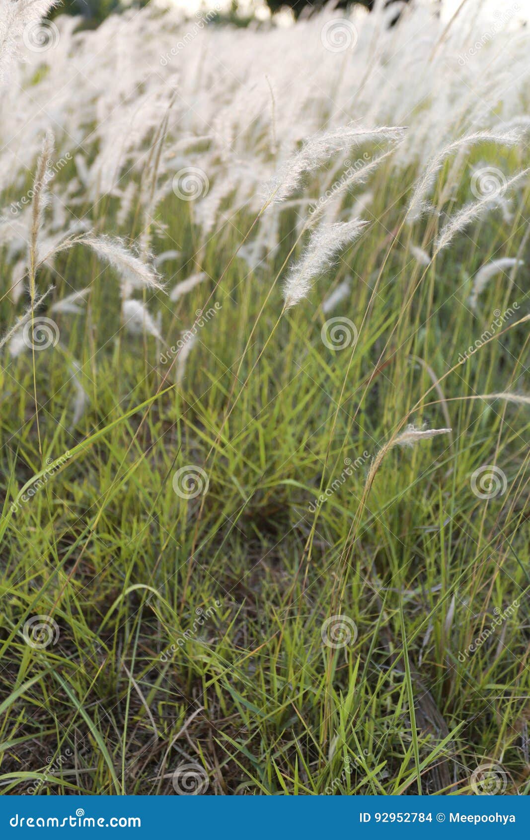 Grass and Sunlight in the Evening of Vintage Color Style. Stock Photo ...