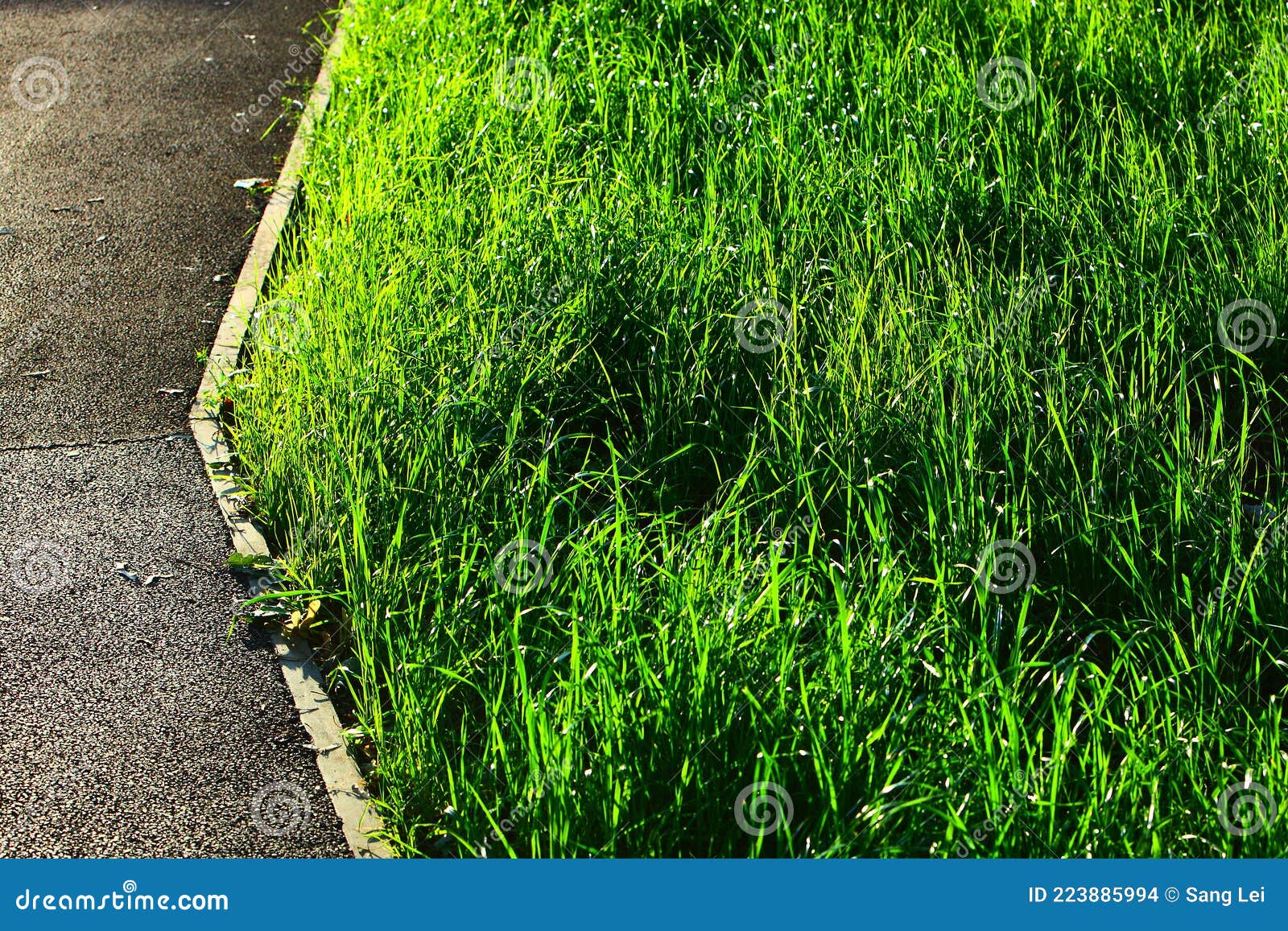 Grass in the sunlight stock photo. Image of nature, background - 223885994