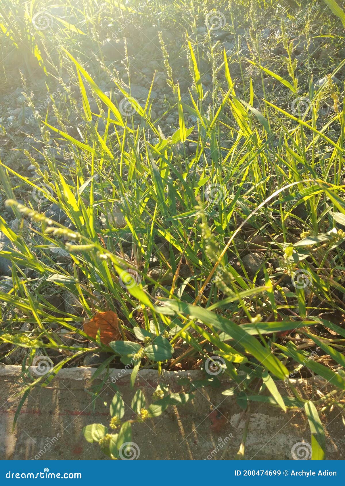 Grass with Sunlight Reflects Stock Image - Image of crop, agriculture ...