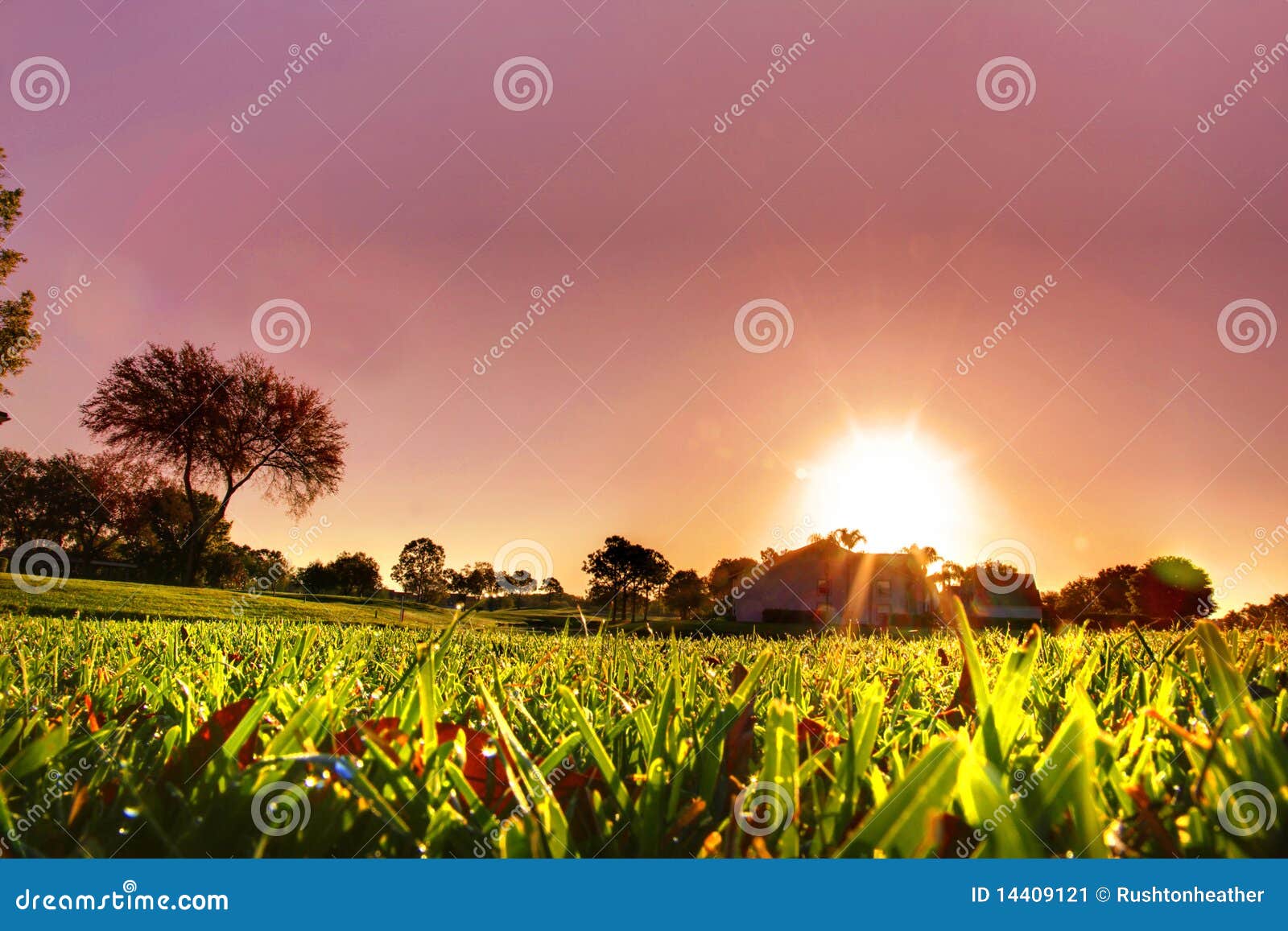 Grass sunrise stock image. Image of florida, scene, green - 14409121