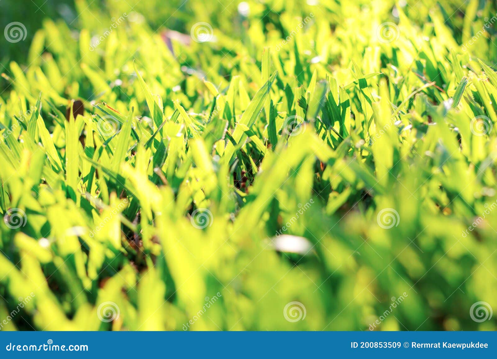 Grass with the sunrise stock image. Image of land, garden - 200853509