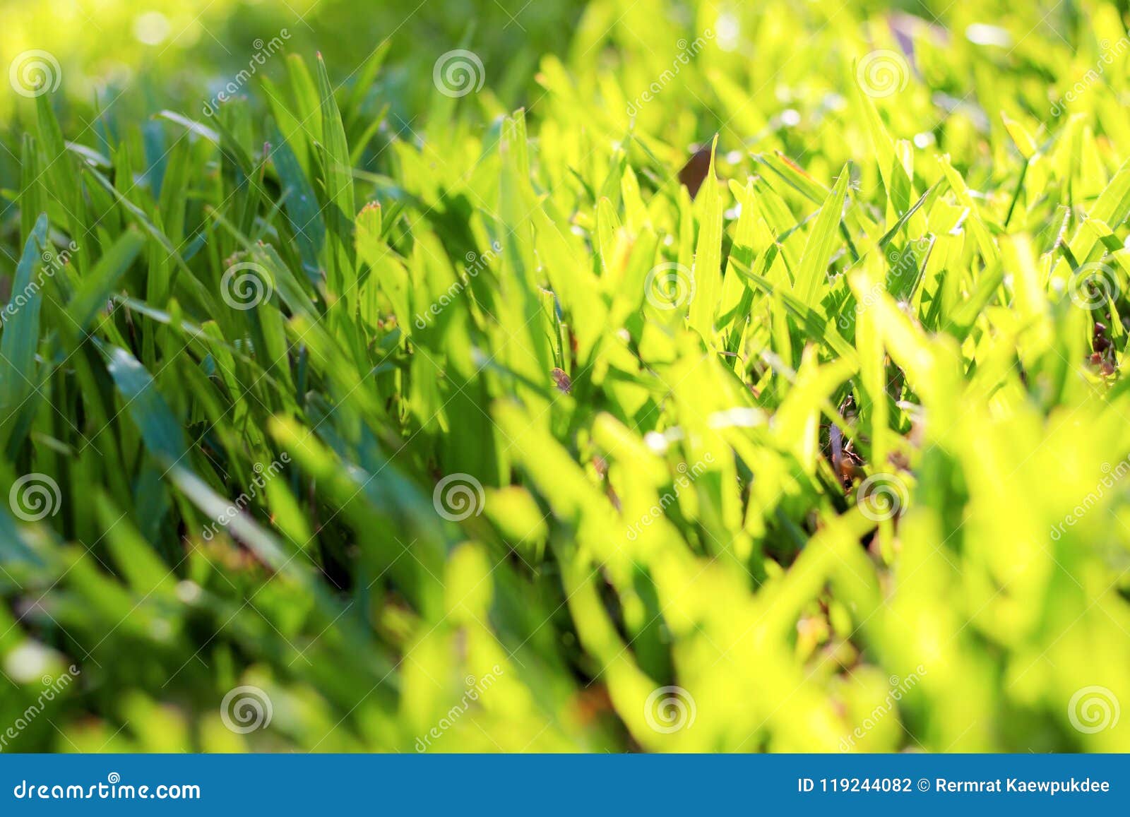 Grass and shadow. stock photo. Image of abstract, color - 119244082