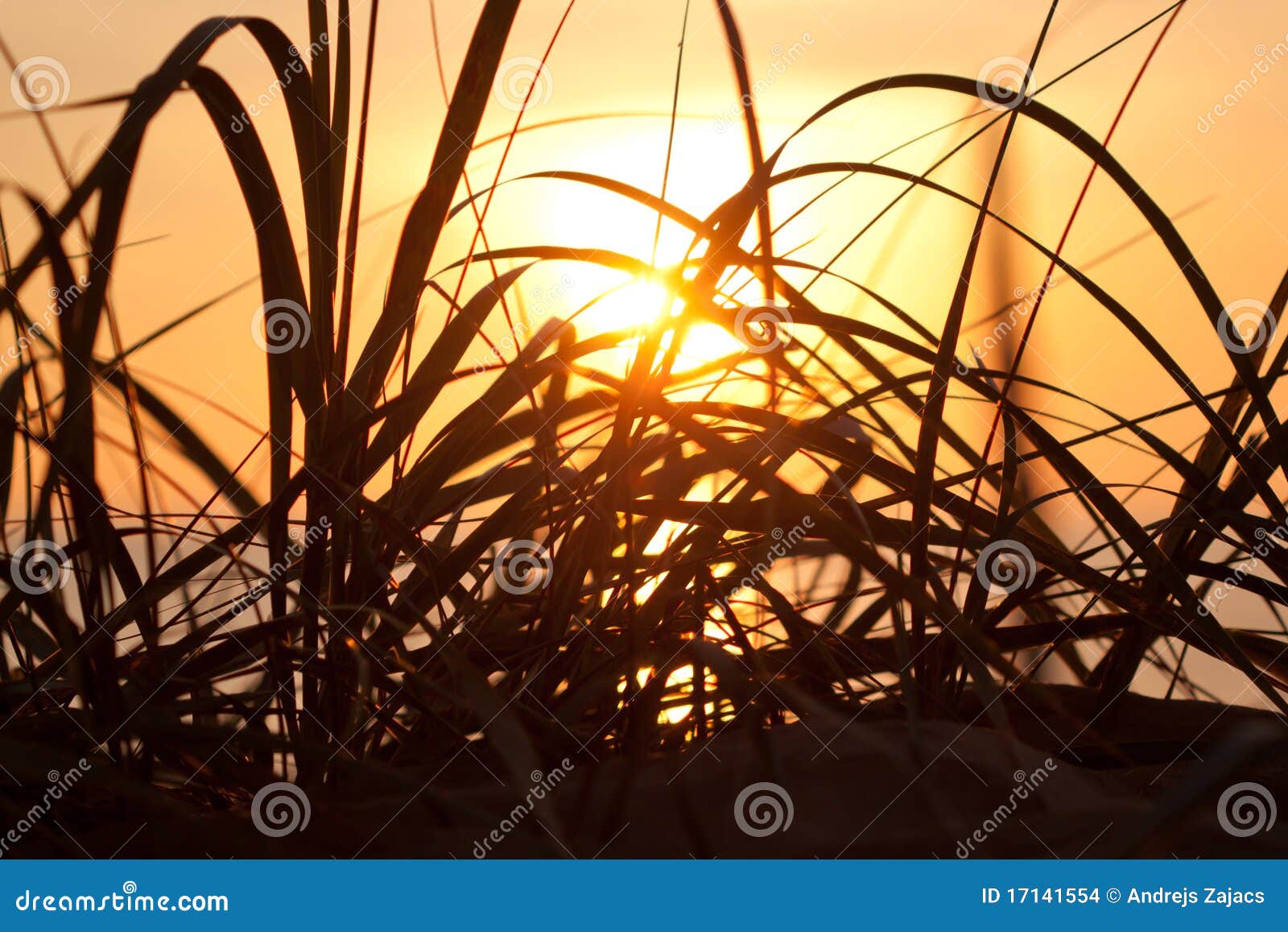 Grass on sunset stock photo. Image of beautiful, dark - 17141554