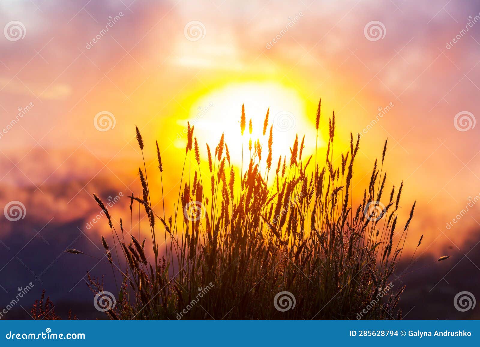 Grass on sunset stock photo. Image of park, floral, grass - 285628794