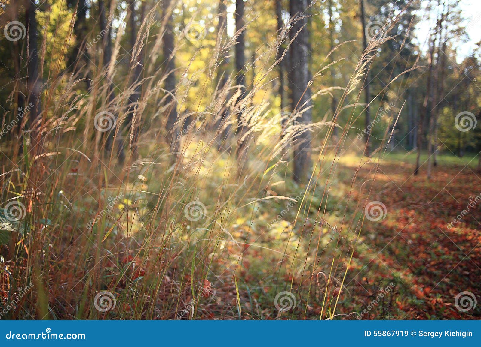 Grass in Sunset Autumn Forest Stock Image - Image of leaf, grass: 55867919