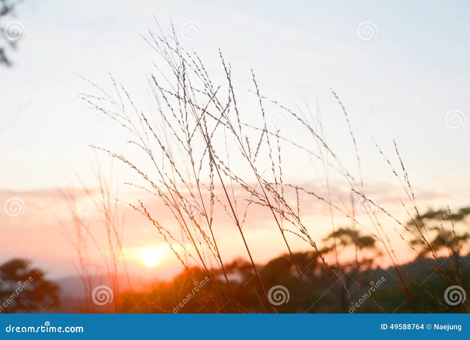 Grass with Sunset Background Stock Photo - Image of natural, lawn: 49588764