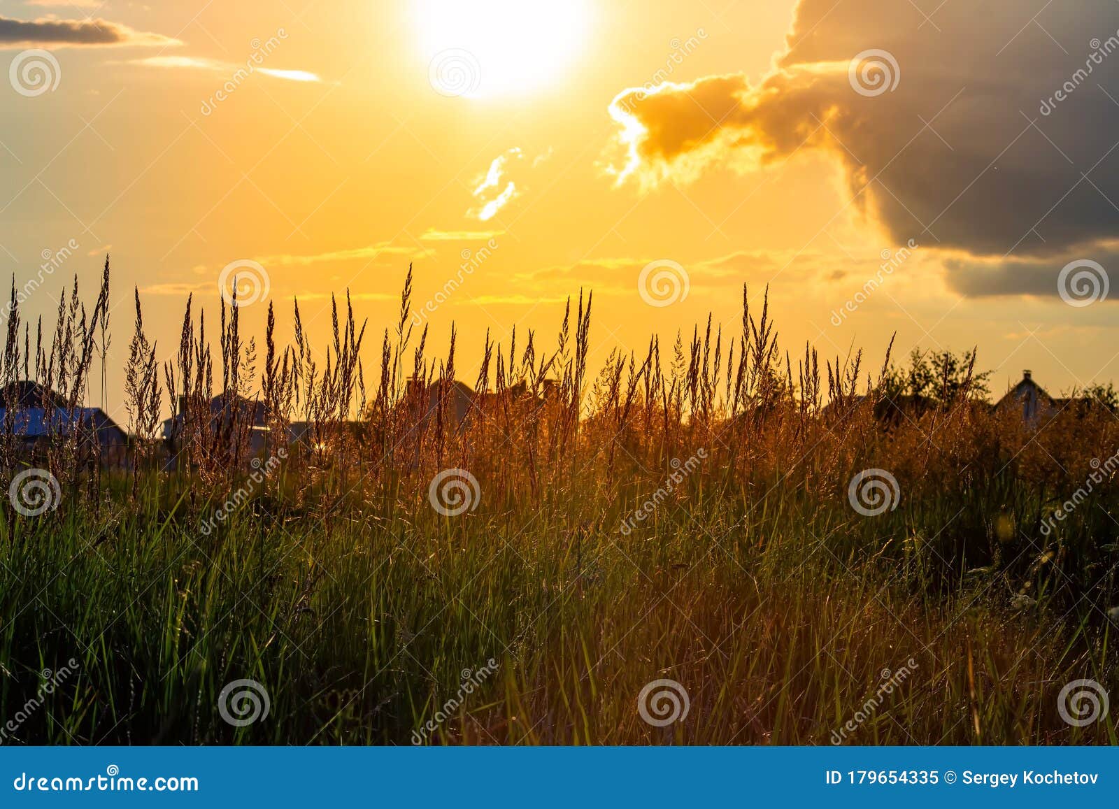 Grass on the Sunset in the Evening. Summer Landscape Stock Image ...