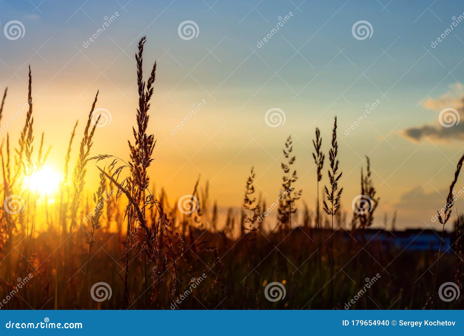 Grass on the Sunset in the Evening. Summer Landscape Stock Photo ...