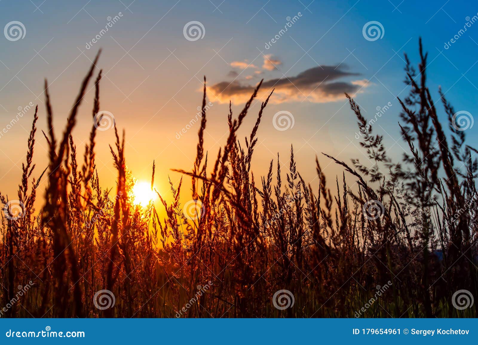 Grass on the Sunset in the Evening. Summer Landscape Stock Image ...