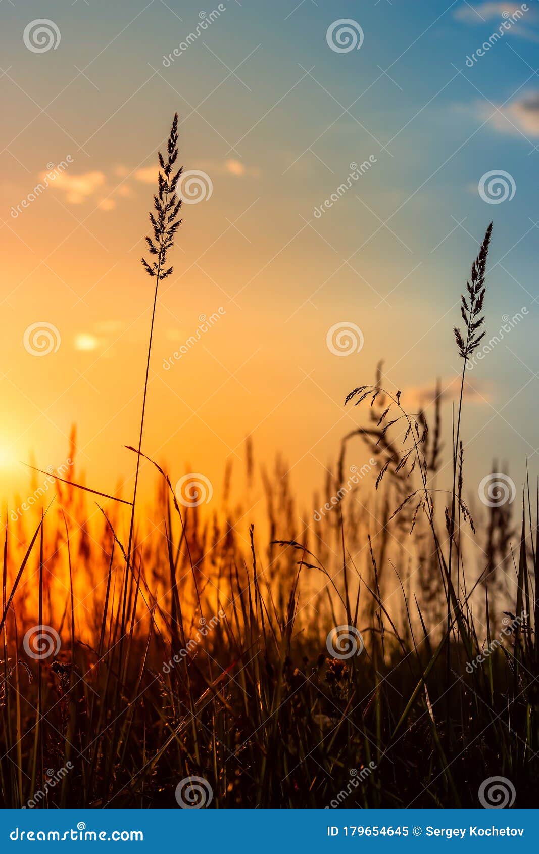 Grass on the Sunset in the Evening. Summer Landscape. Vertical View ...