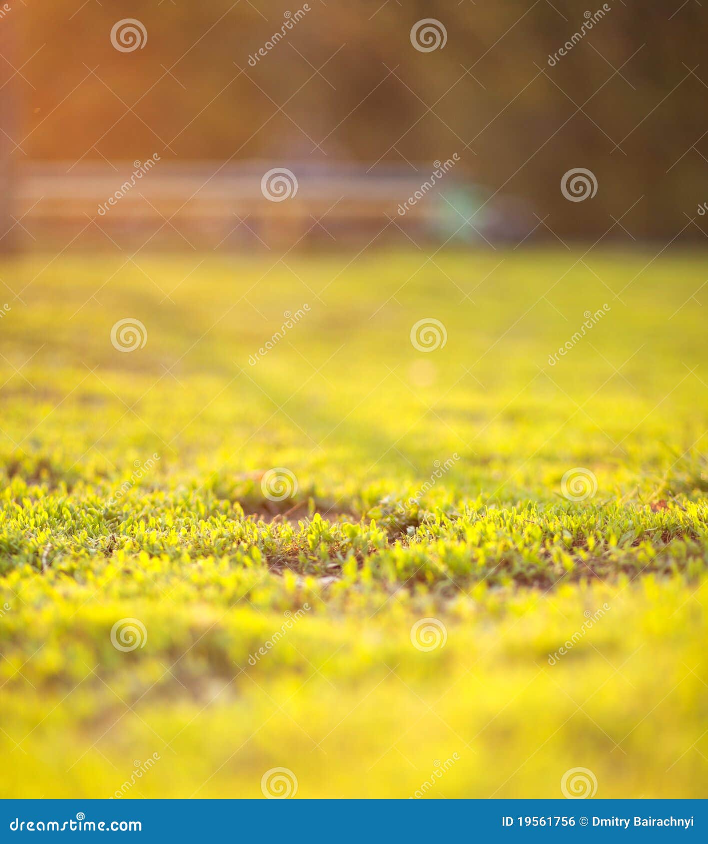Grass in sunset light stock photo. Image of field, sunlight - 19561756
