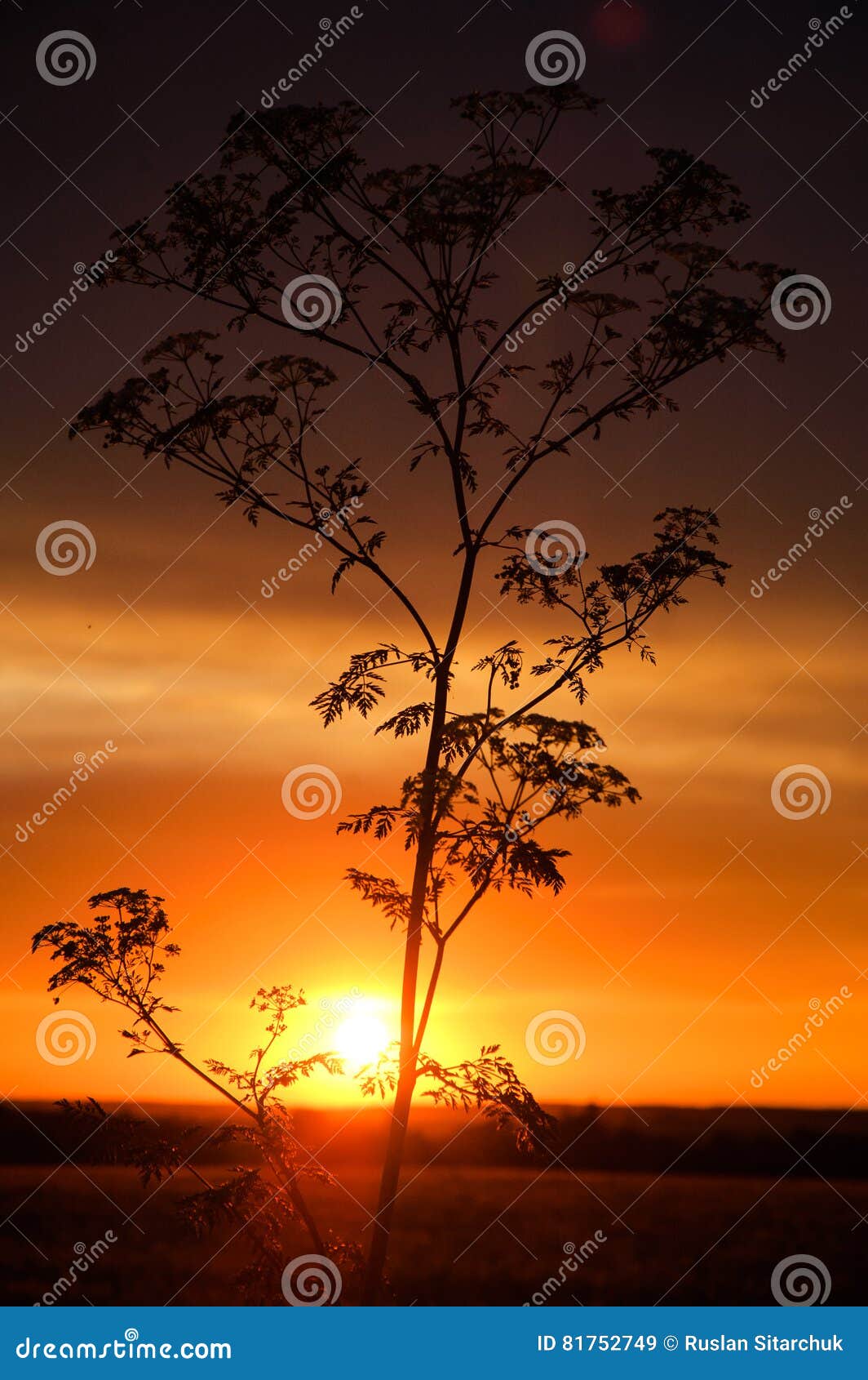 Grass at sunset stock image. Image of nature, background - 81752749