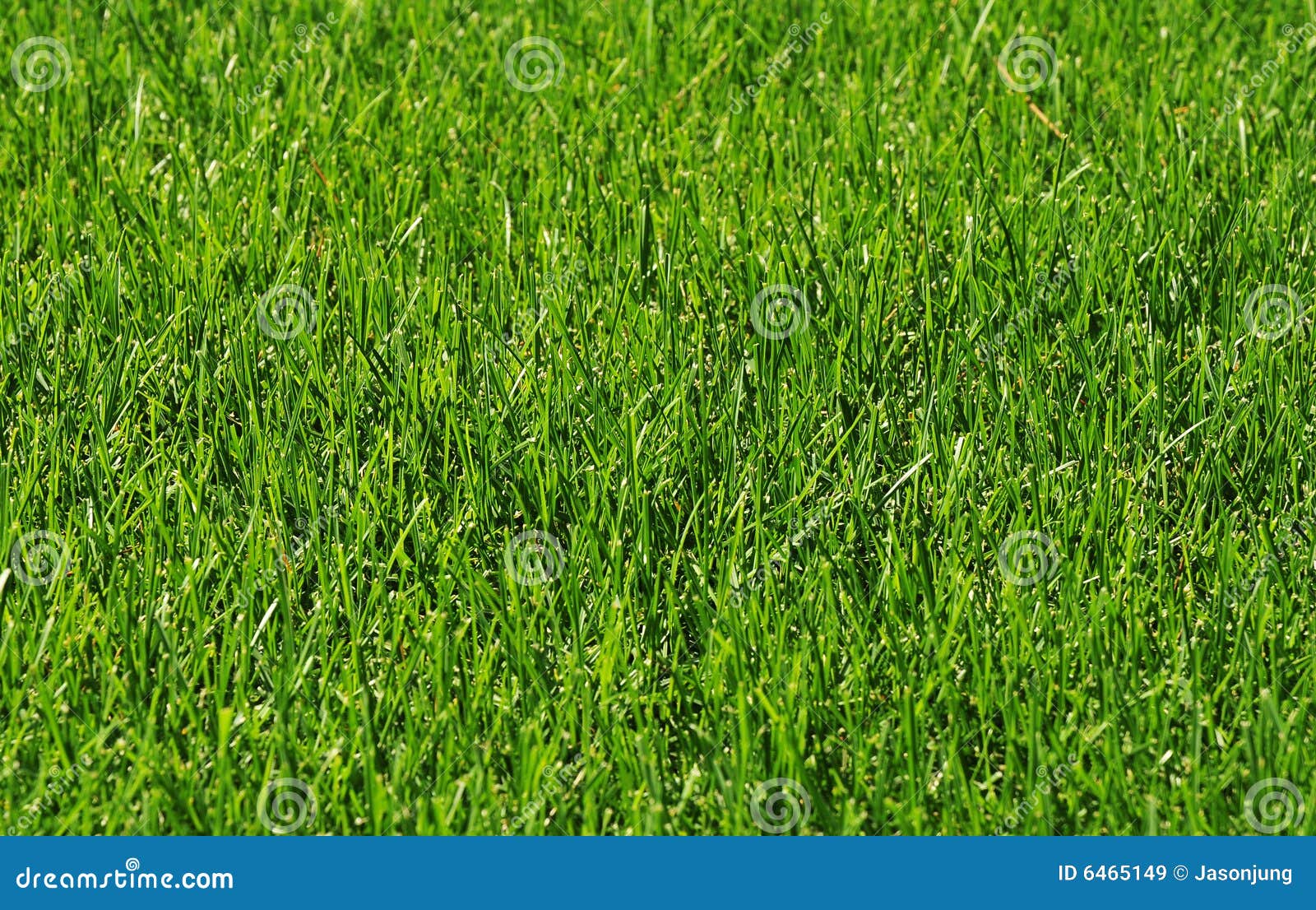 Grass in the sunshine stock image. Image of environment - 6465149