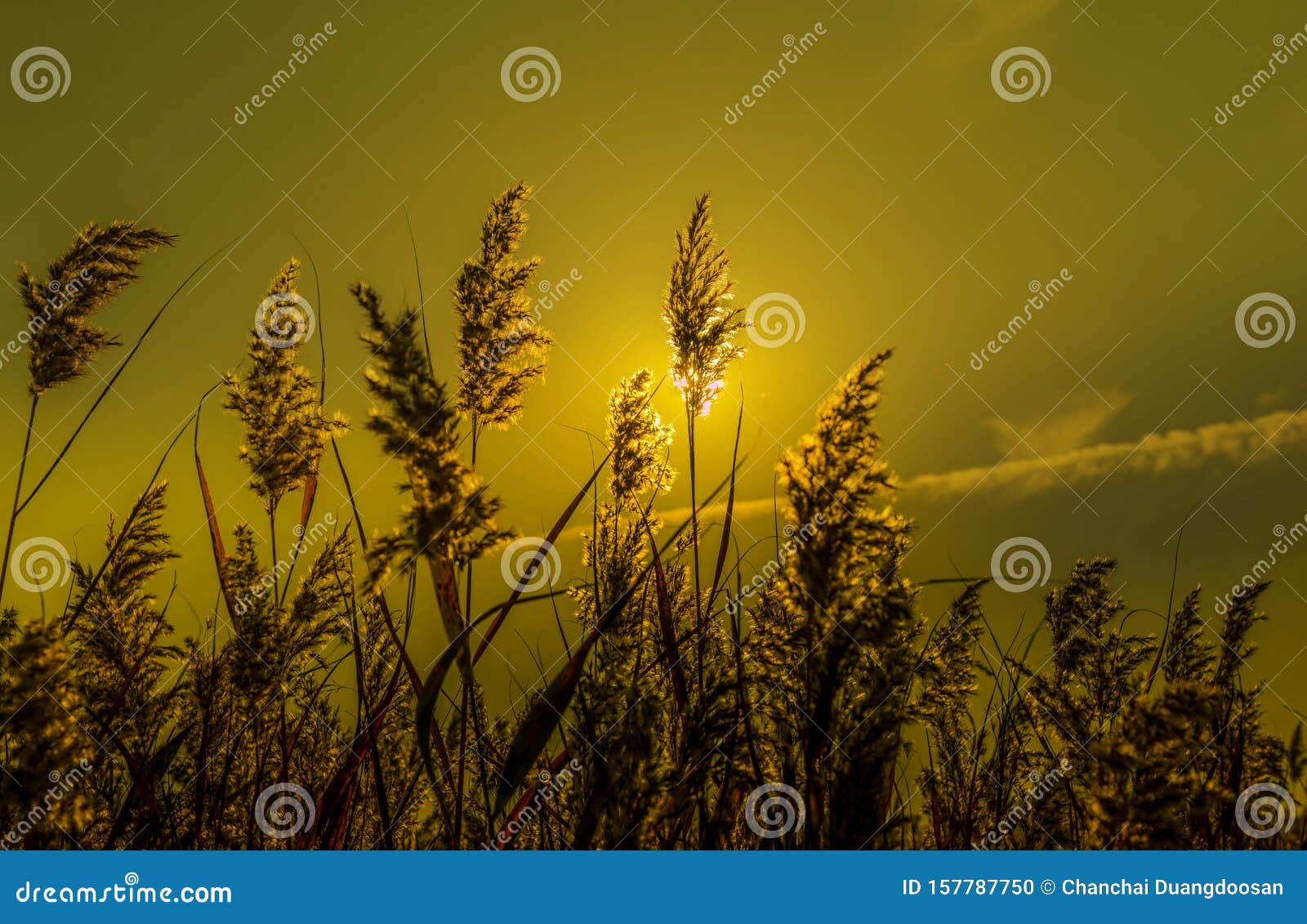 Grass with sunshine stock photo. Image of nature, season - 157787750