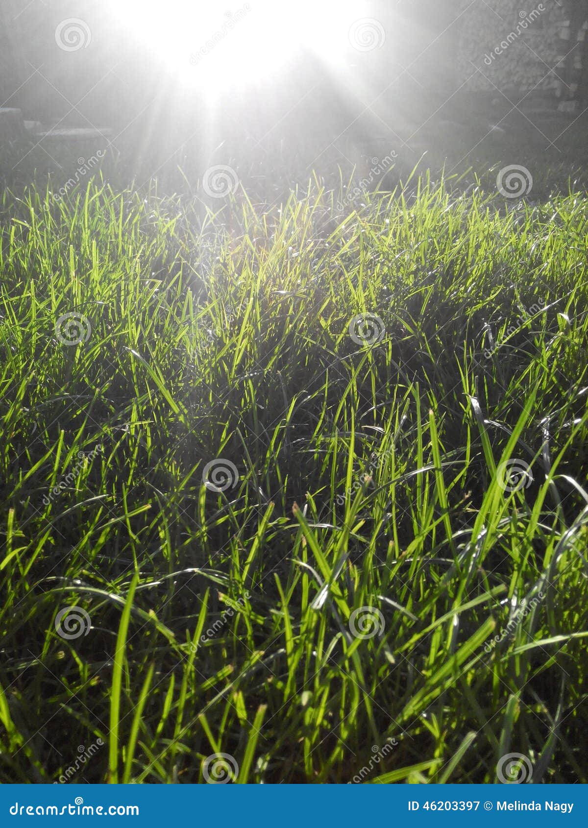 Grass in sunshine stock image. Image of grass, sunshine - 46203397