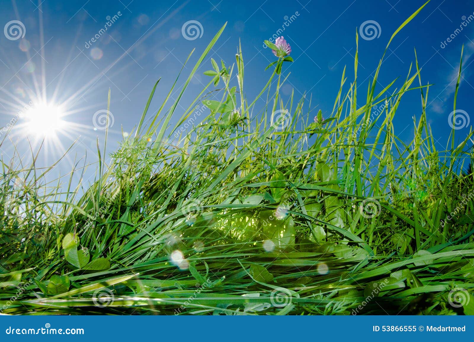 Grass and sunshine stock image. Image of culture, grass - 53866555