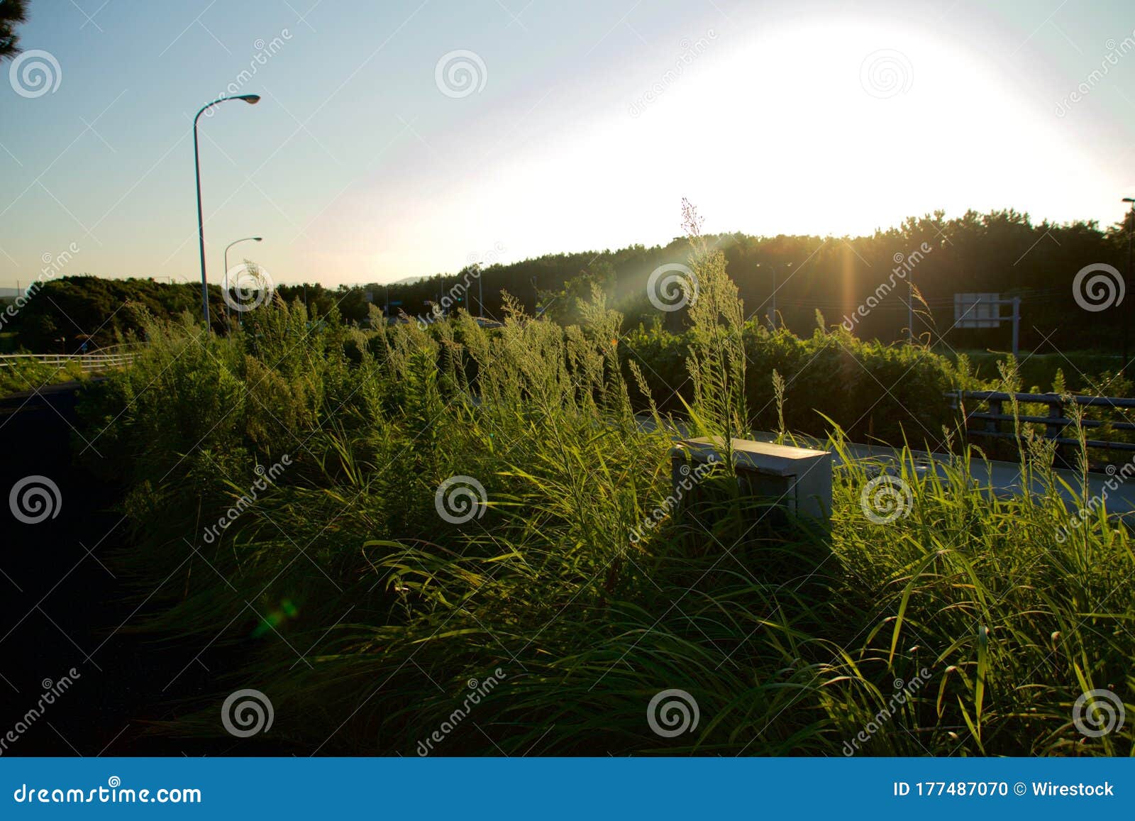 Grass and sunshine stock photo. Image of japan, summer - 177487070