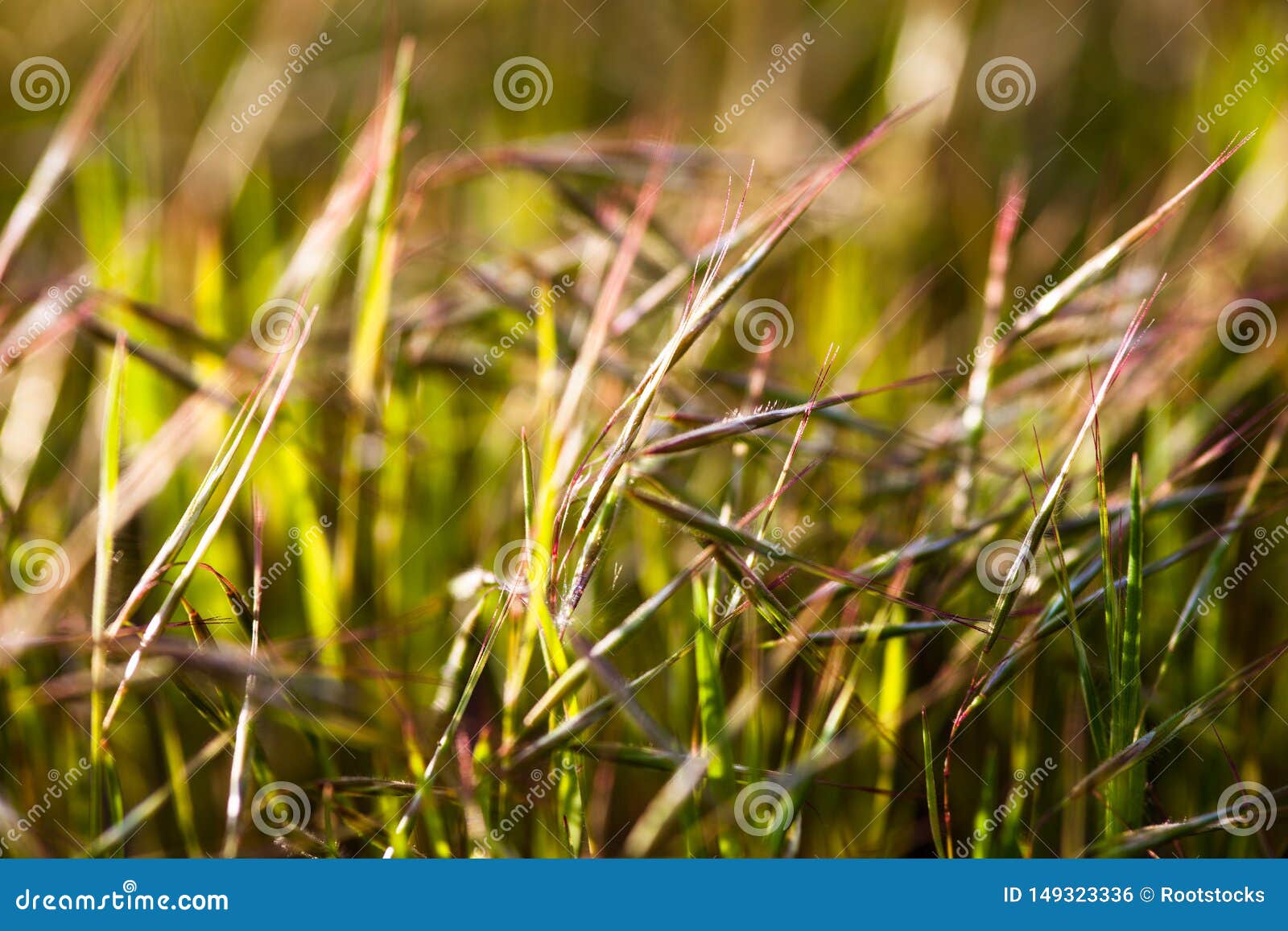 Grass in the sunshine stock photo. Image of blur, natural - 149323336
