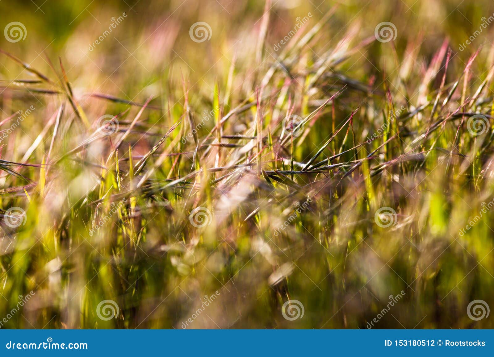 Grass in the sunshine stock photo. Image of herbaceous - 153180512