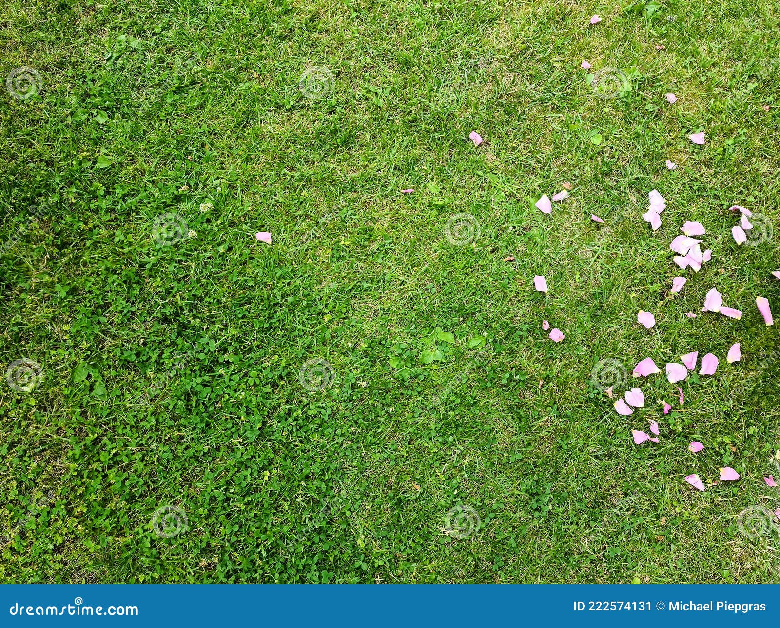 Grass Surface with Lots of Pink Rose Petals Stock Image - Image of lawn ...