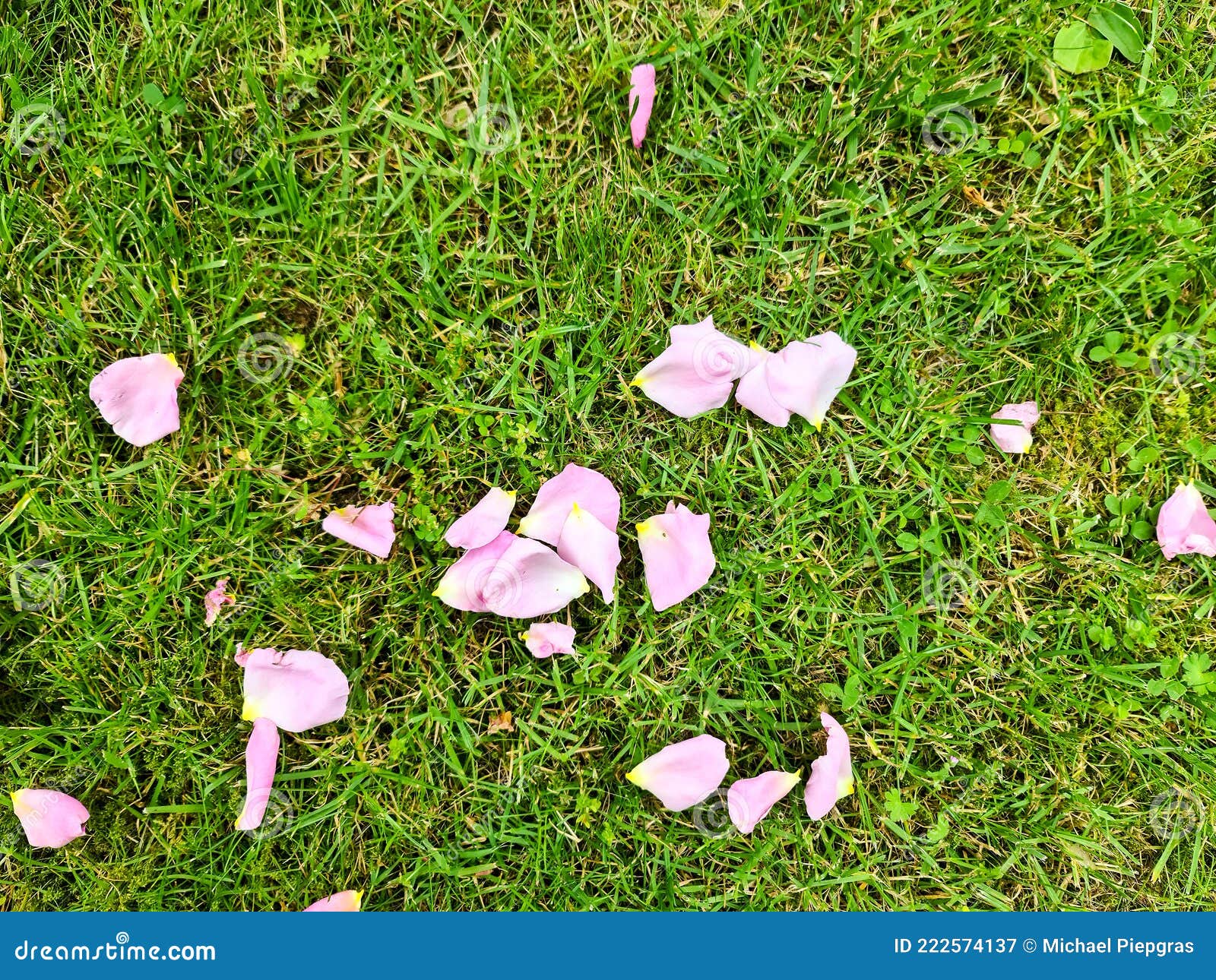 Grass Surface with Lots of Pink Rose Petals Stock Image - Image of ...