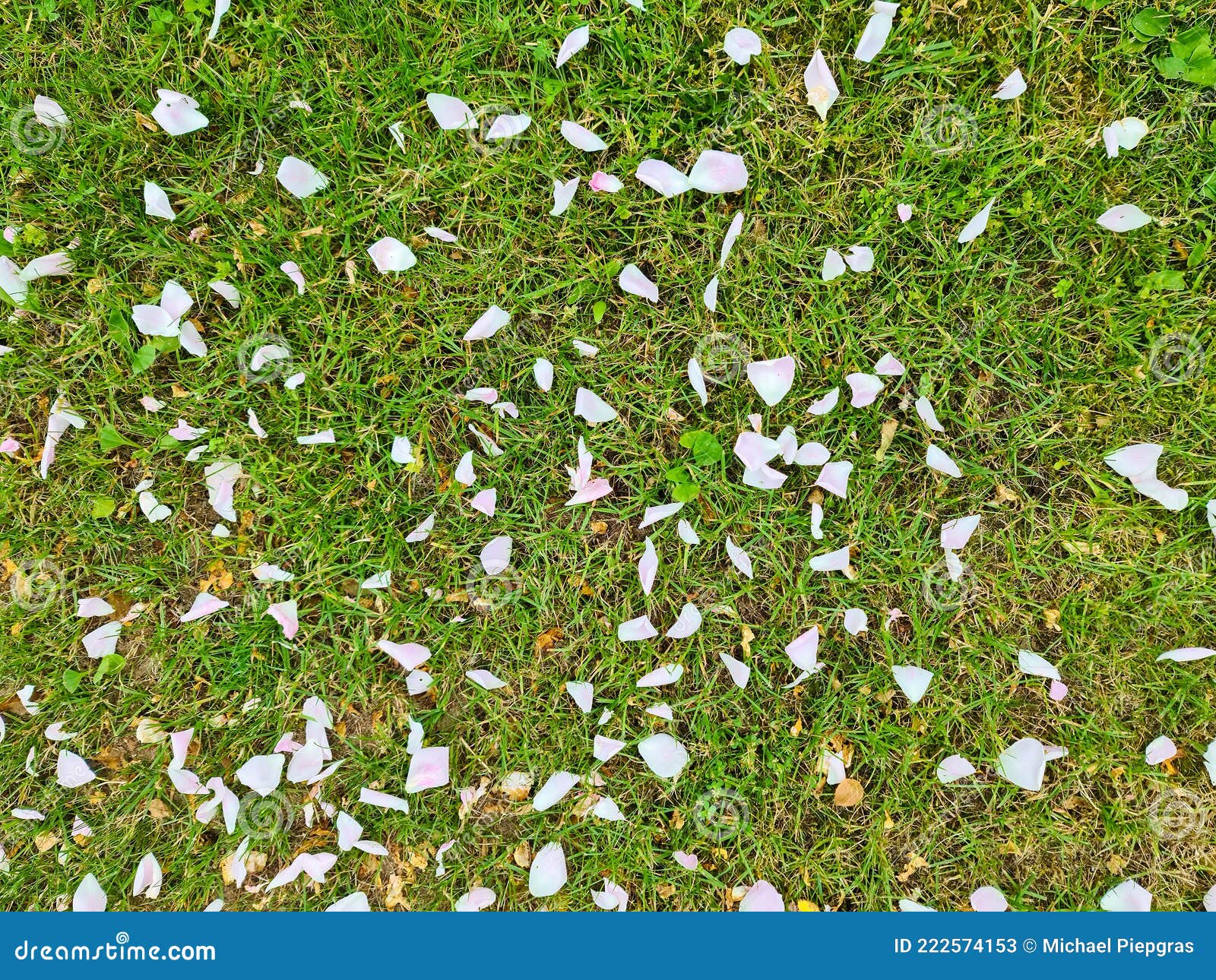 Grass Surface with Lots of Pink Rose Petals Stock Image - Image of ...