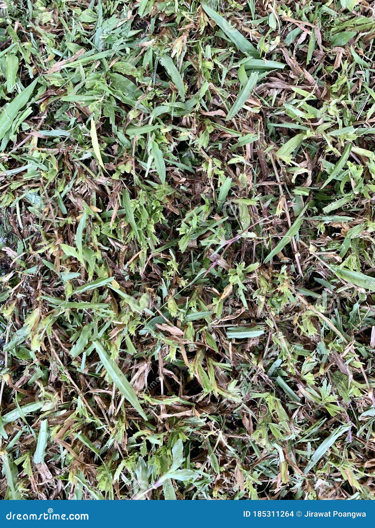 Grass Surface Material after Cutting Stock Photo - Image of details ...