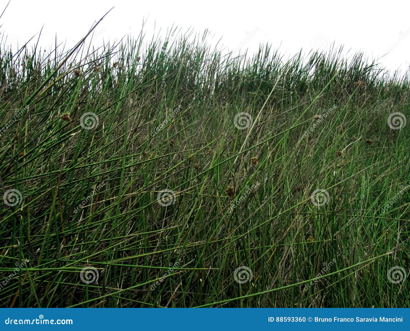 Grass in a swamp stock photo. Image of hojas, villa, swamp - 88593360
