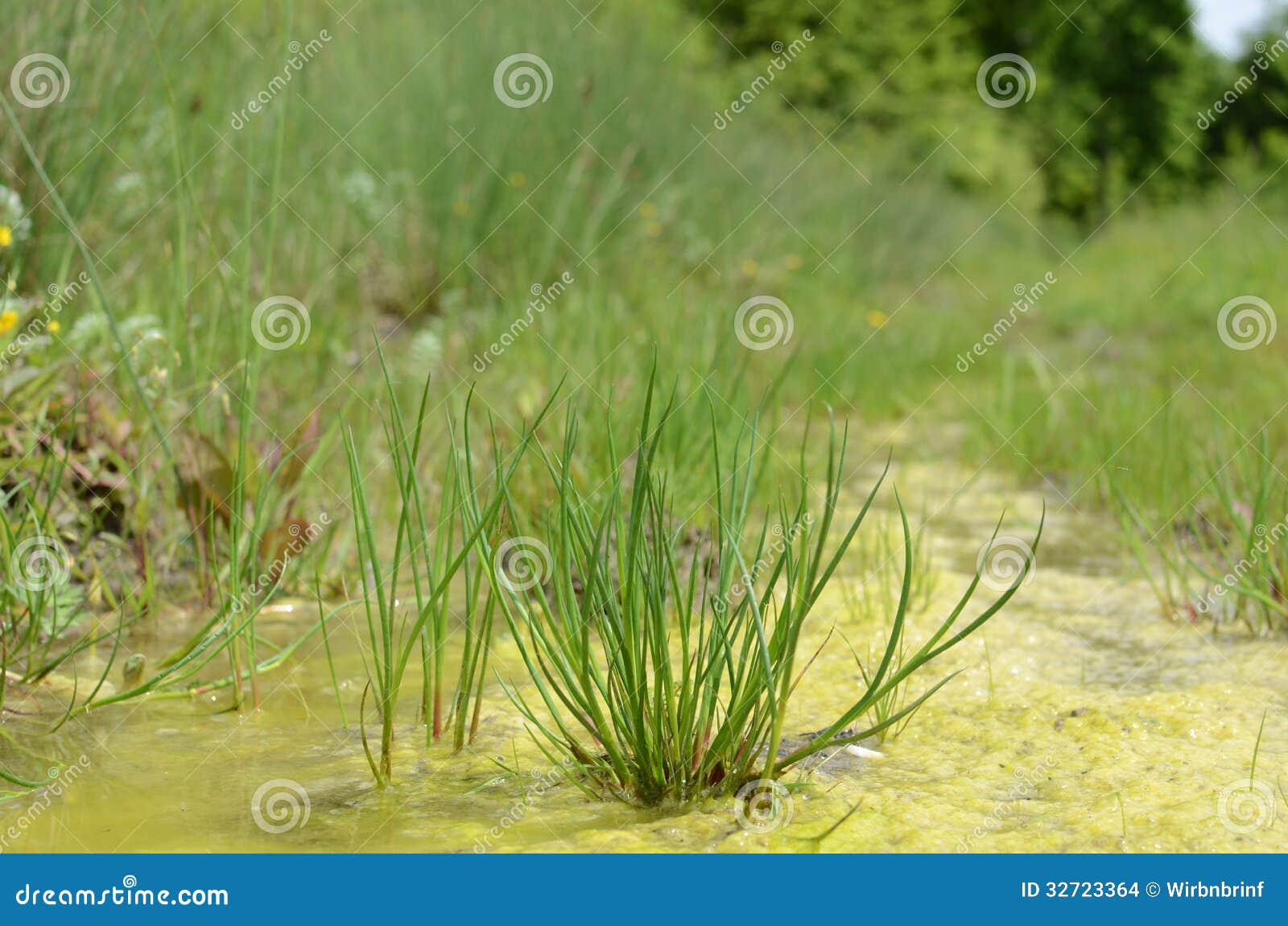 Grass in the swamp stock photo. Image of flood, tide - 32723364