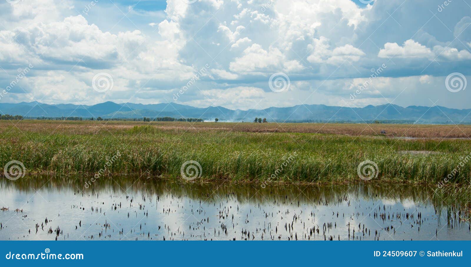 Grass In The Swamp Land In Summmer Royalty Free Stock Photography ...
