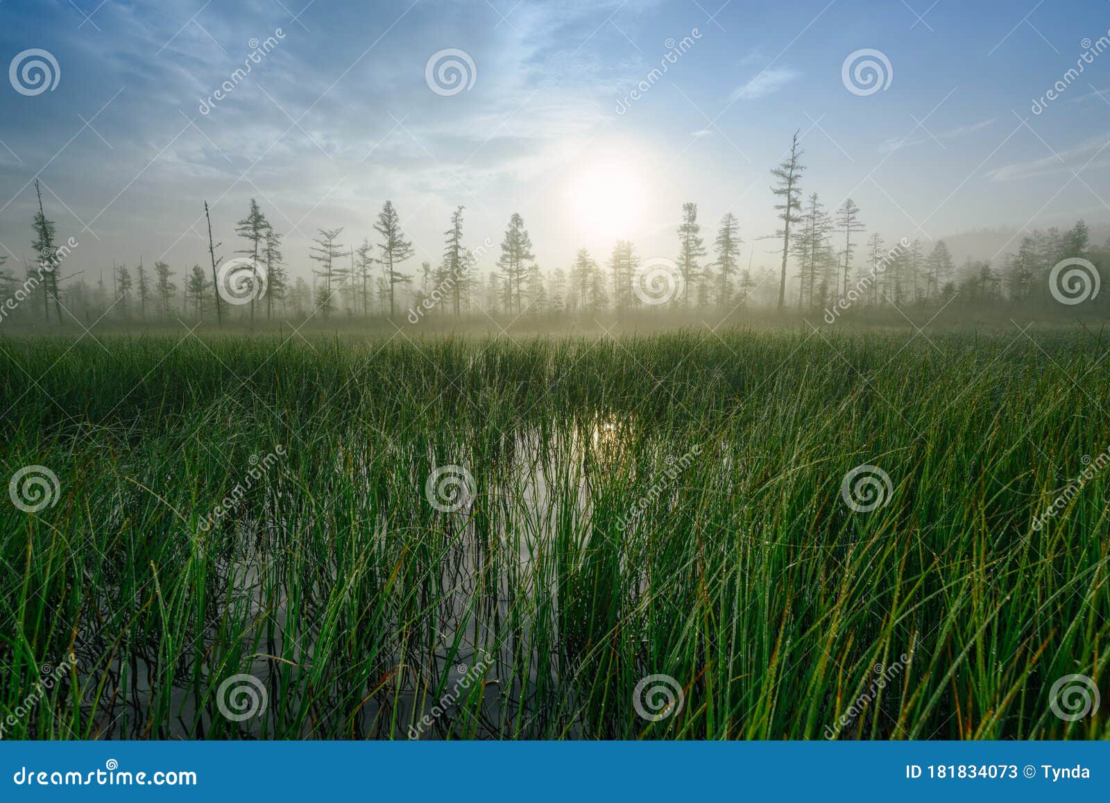 Grass in the Swamp Moning in Taiga Stock Image - Image of wetland ...