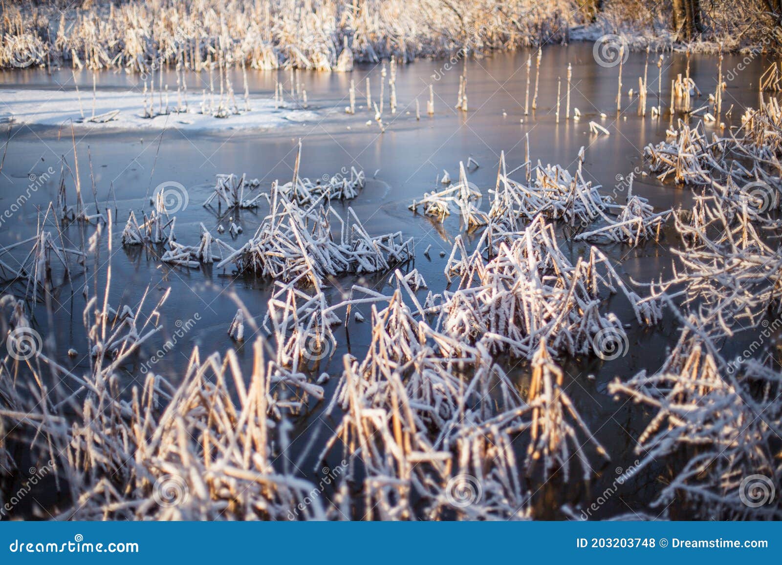 Grass in the Swamp in Winter Stock Photo - Image of close, floral ...