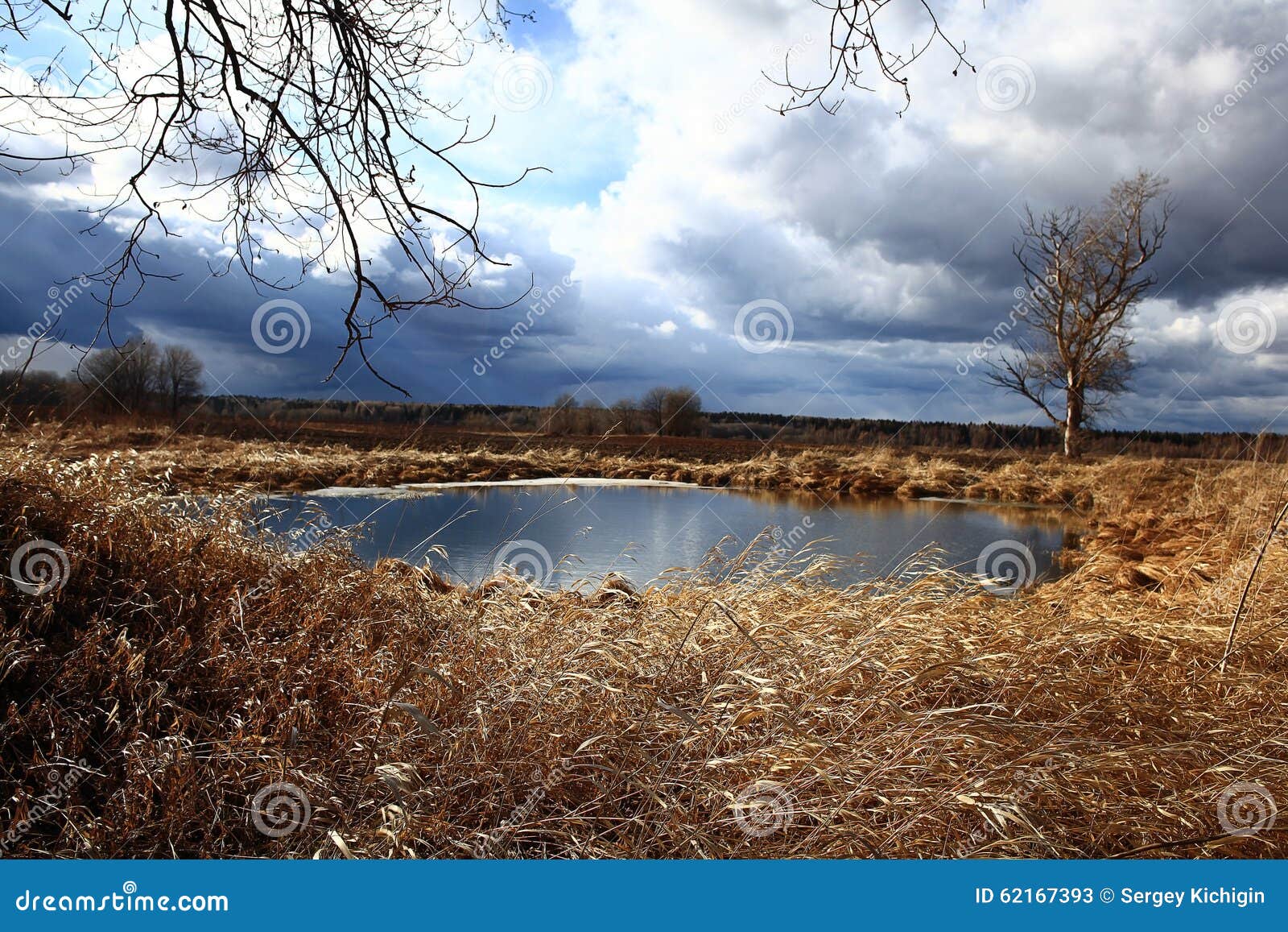Grass in swampy field stock image. Image of beautiful - 62167393