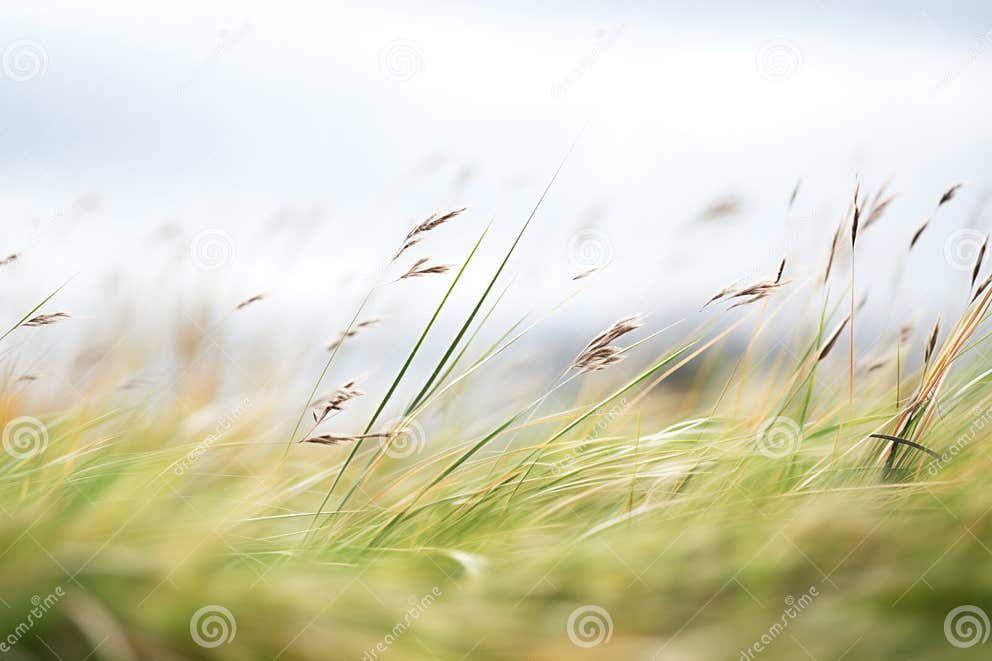 Grass Swaying in Strong Winds before Rain Stock Image - Image of nature ...