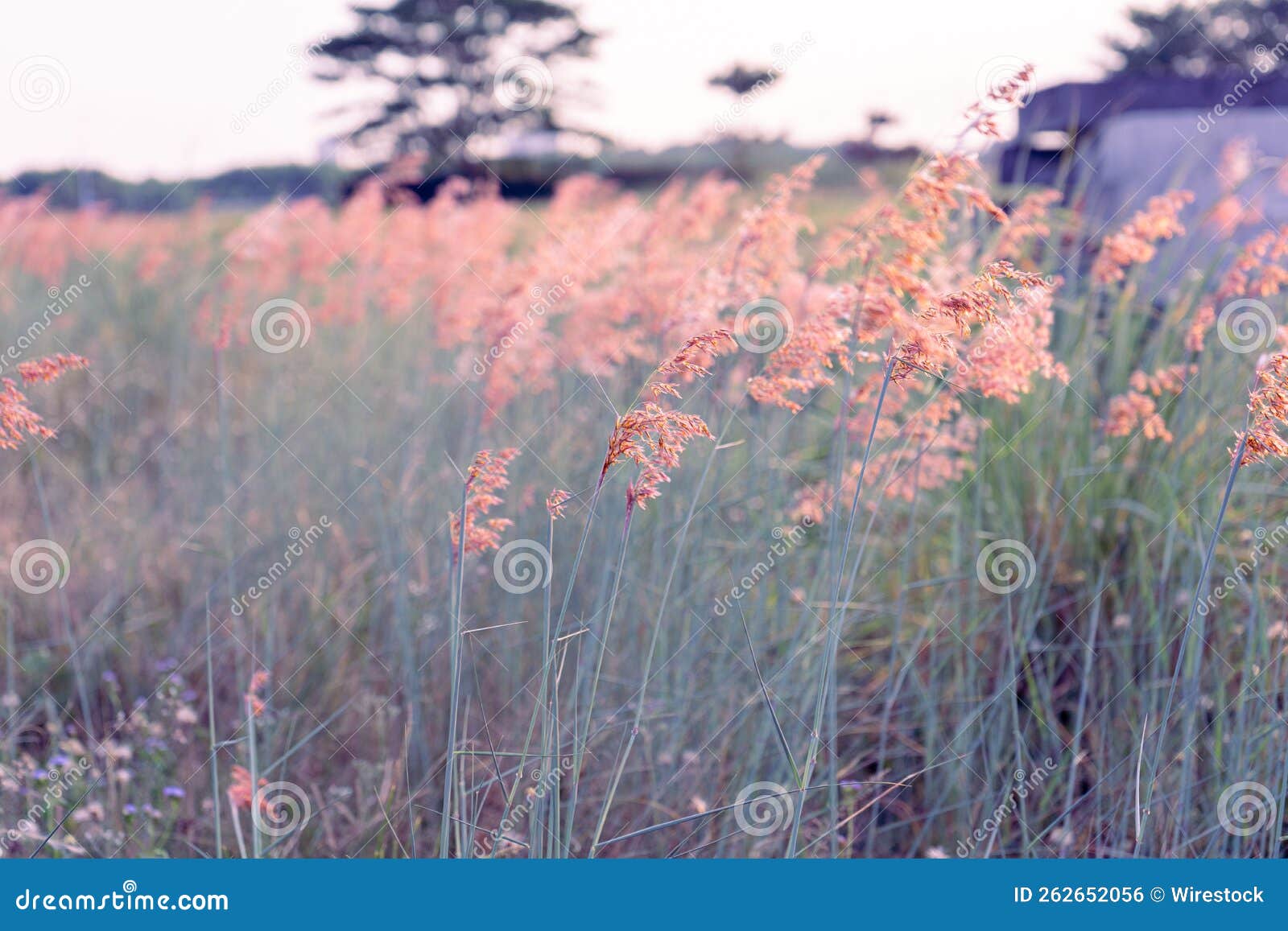 Grass Swaying in Wind in the Field Stock Photo - Image of beautiful ...