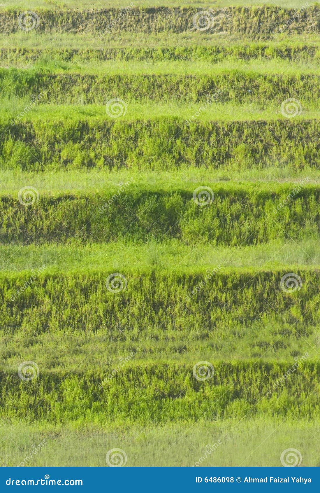Grass terrace stock photo. Image of soil, grassy, colorful - 6486098