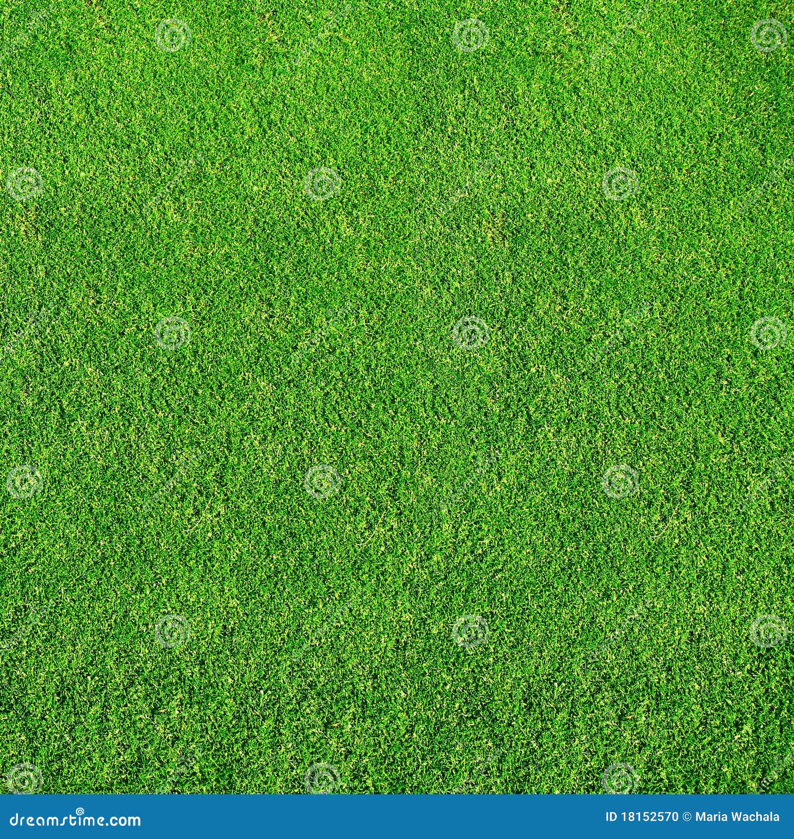 Grass texture stock photo. Image of turf, summer, fresh - 18152570