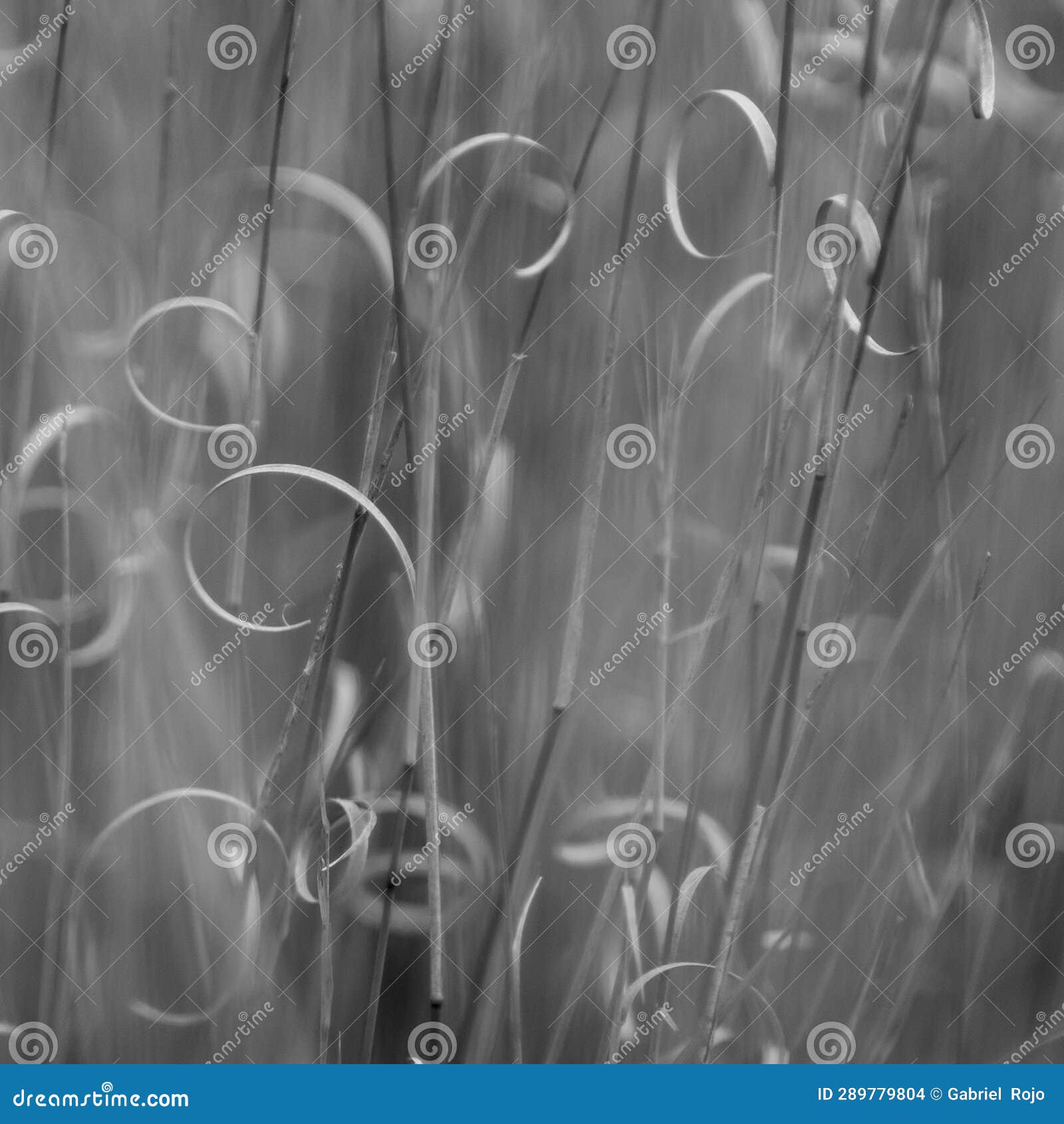 Grass Texture Abstract Patterns Stock Photo - Image of imagery ...